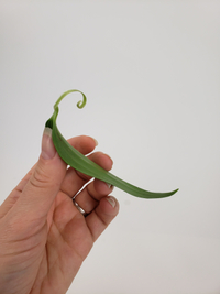 Designs - Putting your own spin on it